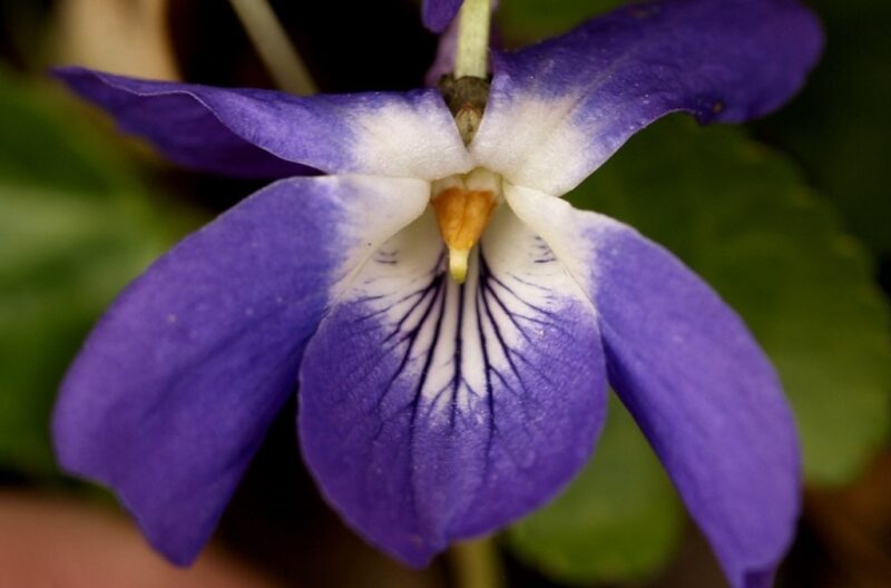 Violeta - A Flor (Viola odorata L) – Brasil Holístico | BRAH