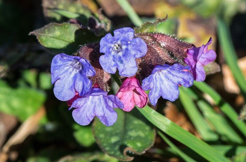Pulmonária (Pulmonaria officinalis) – Brasil Holístico | BRAH
