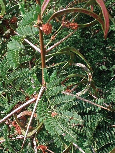 Acácia a Árvore (Acacia horrida) – Brasil Holístico | BRAH