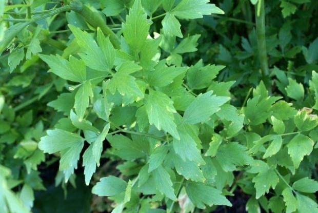 Levístico (Levisticum officinale) – Brasil Holístico | BRAH