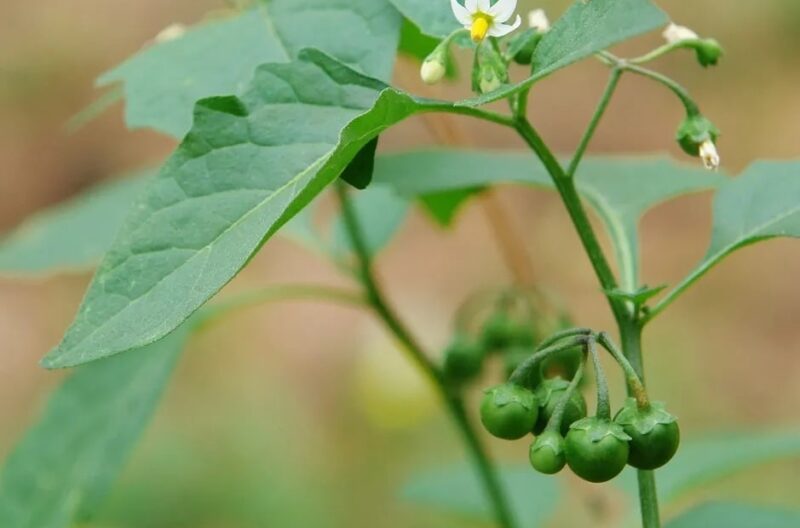 Erva Moura (Solanum Nigrum) – Brasil Holístico | BRAH