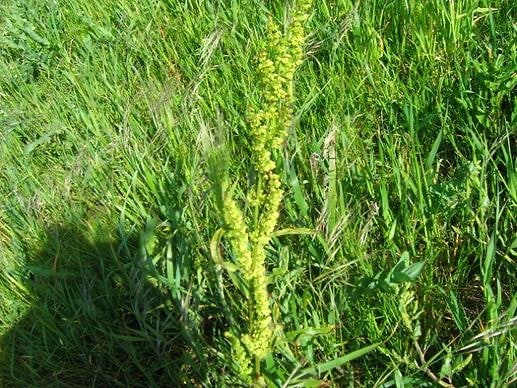 Labaça Crespa (Rumex crispus) – Brasil Holístico | BRAH