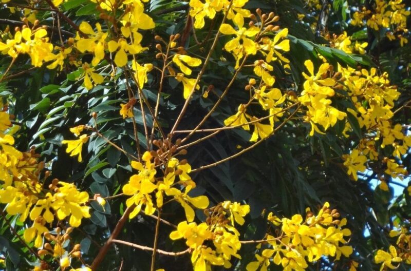 Braúna Preta (Melanoxylon brauna) – Brasil Holístico | BRAH