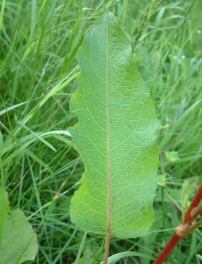 Labaça (Rumex obtusifolius) – Brasil Holístico | BRAH