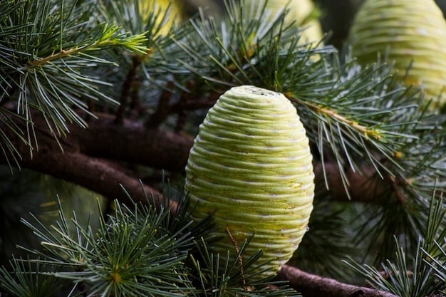 Árvore Cedro (Cedrus deodara) – Brasil Holístico | BRAH