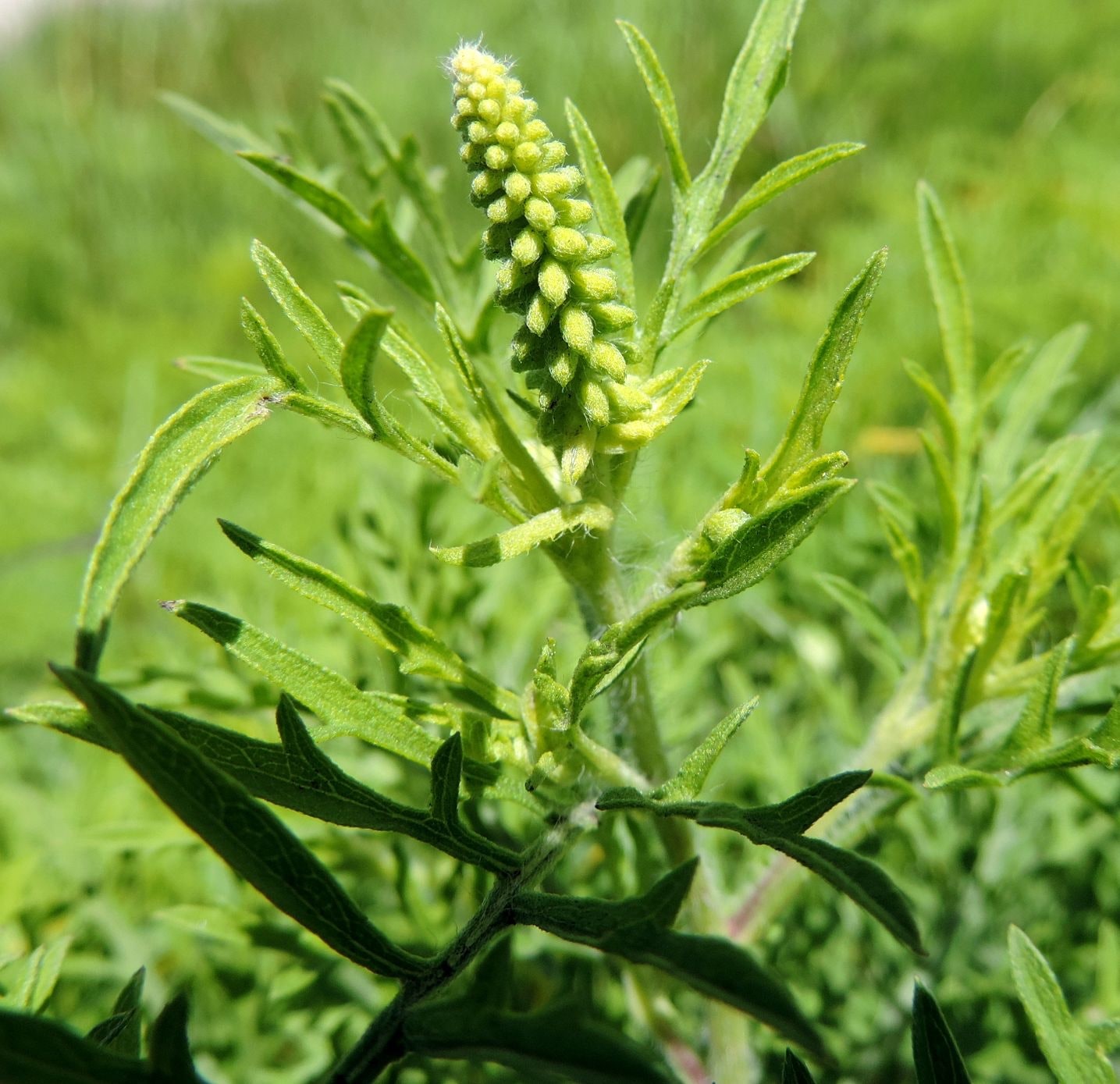 Folha De Ambrosia Gigante Ambrosia Artemisiifolia L., Losna Selvagem