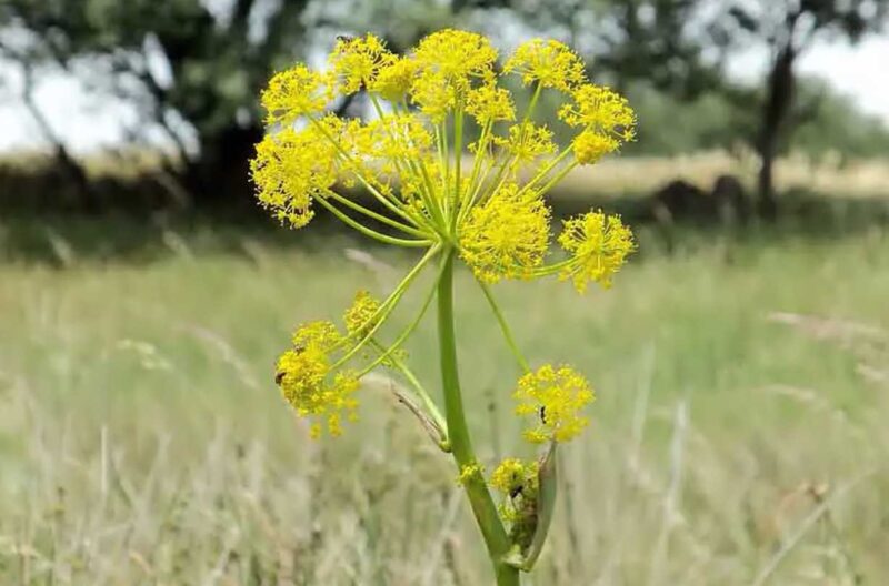 Assa Fétida (Ferula foetida) – Brasil Holístico | BRAH