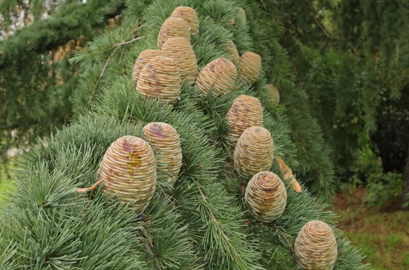 Cedro do Atlas (Cedrus atlântica) – Brasil Holístico | BRAH