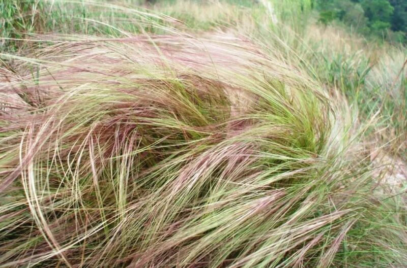 Capim Barba de Bode (Aristida pallens) – Brasil Holístico | BRAH