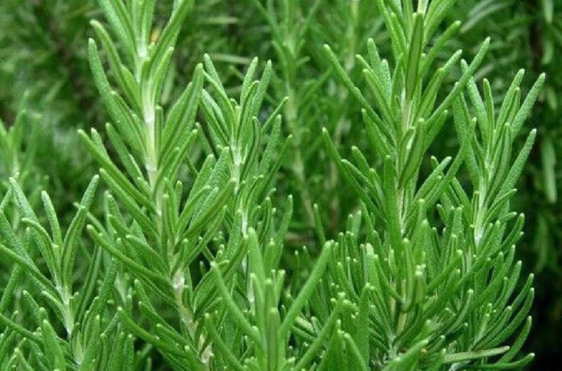 Alecrim (Rosmarinus Officinalis) – Brasil Holístico | BRAH