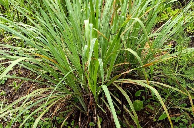 Capim Santo (Cymbopogon citratus) – Brasil Holístico | BRAH